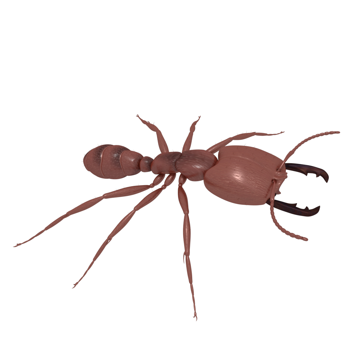 Army ant soldier model - TurboSquid 1191944