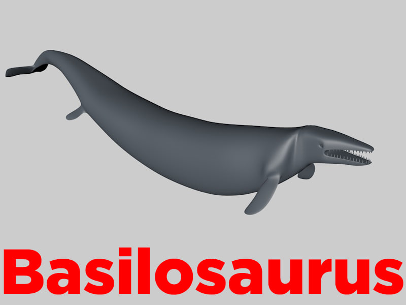 Basilosaurus 3D Models for Download | TurboSquid