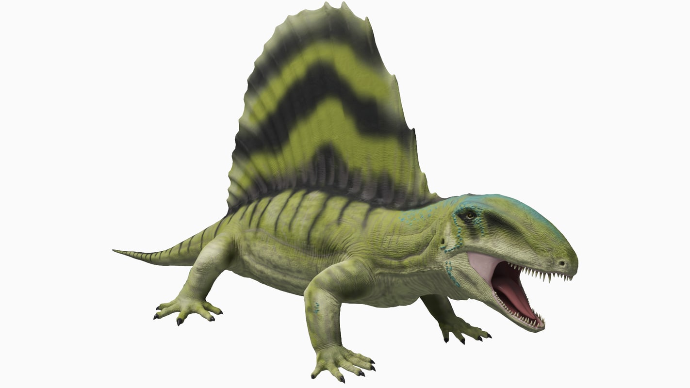 3D dimetrodon grandis - TurboSquid 1193610
