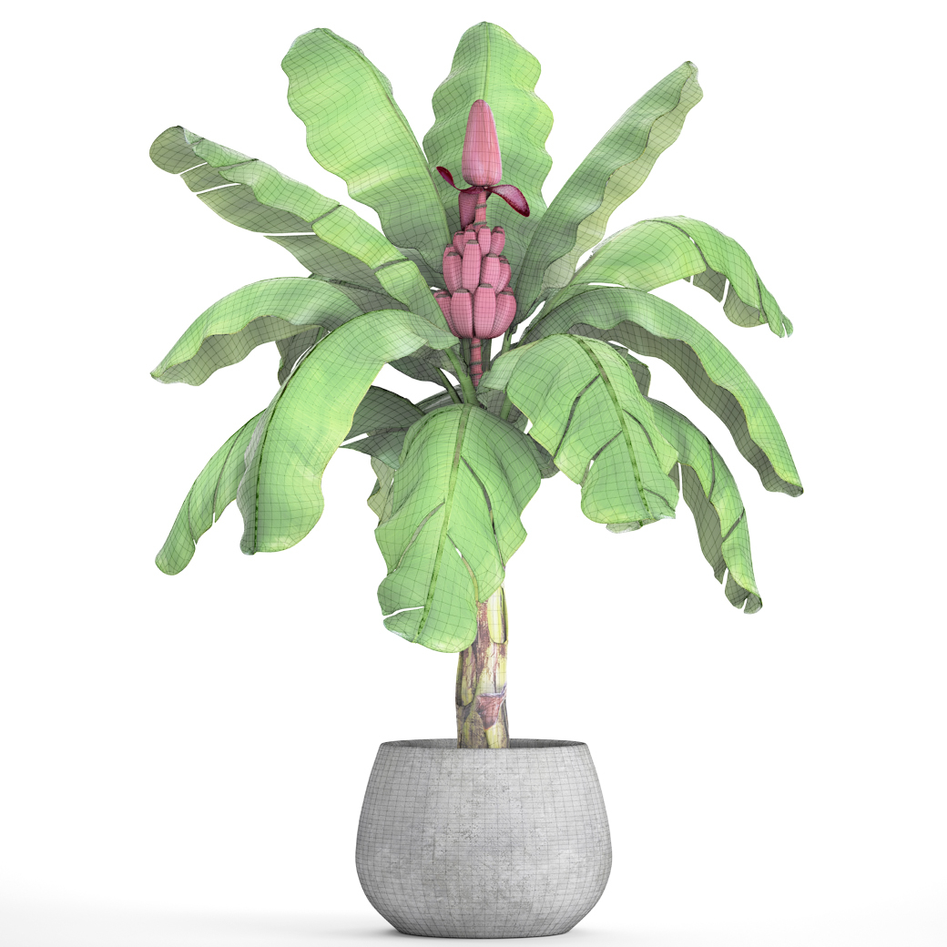 Musa velutina palm banana fruit model - TurboSquid 1193715