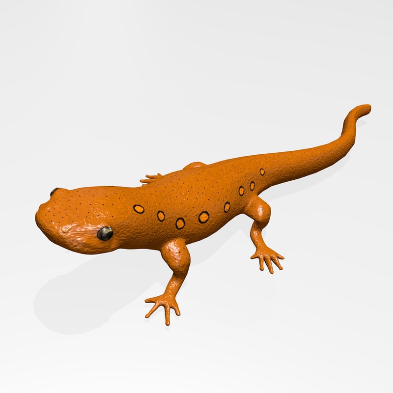 3D eastern newt - TurboSquid 1194124