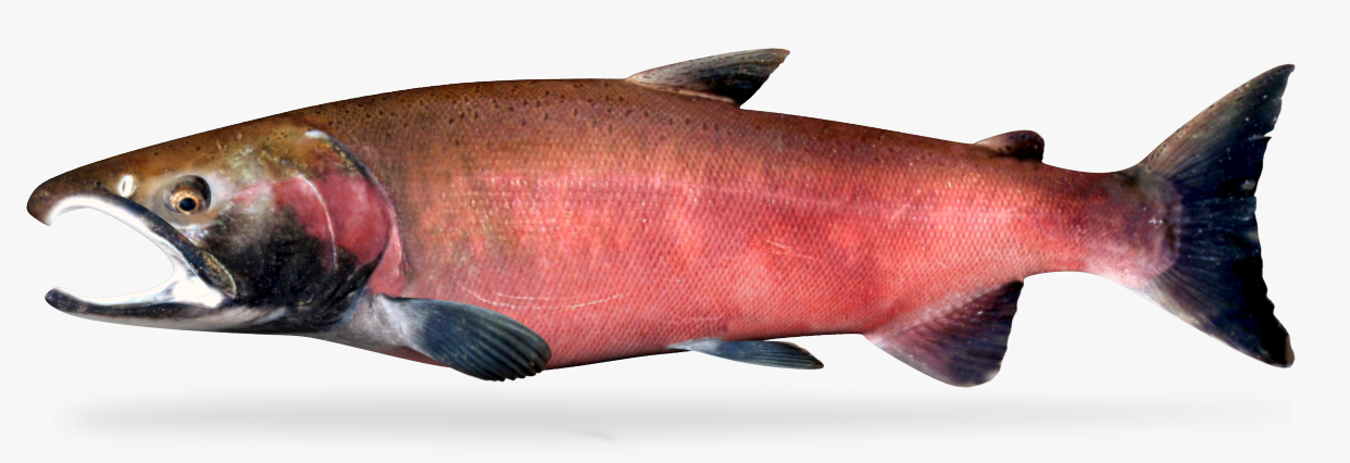 Coho Lachs 3D-Modell - TurboSquid 1194212