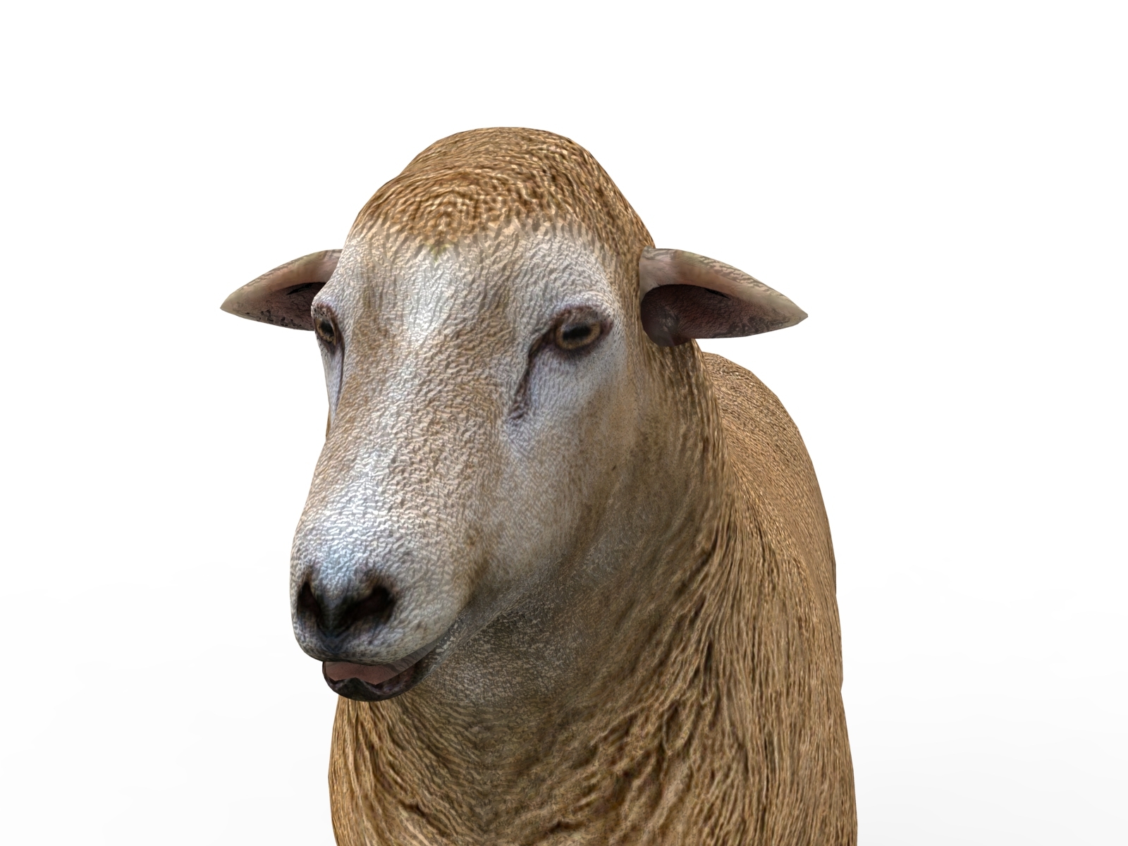 3D model sheep - TurboSquid 1194213