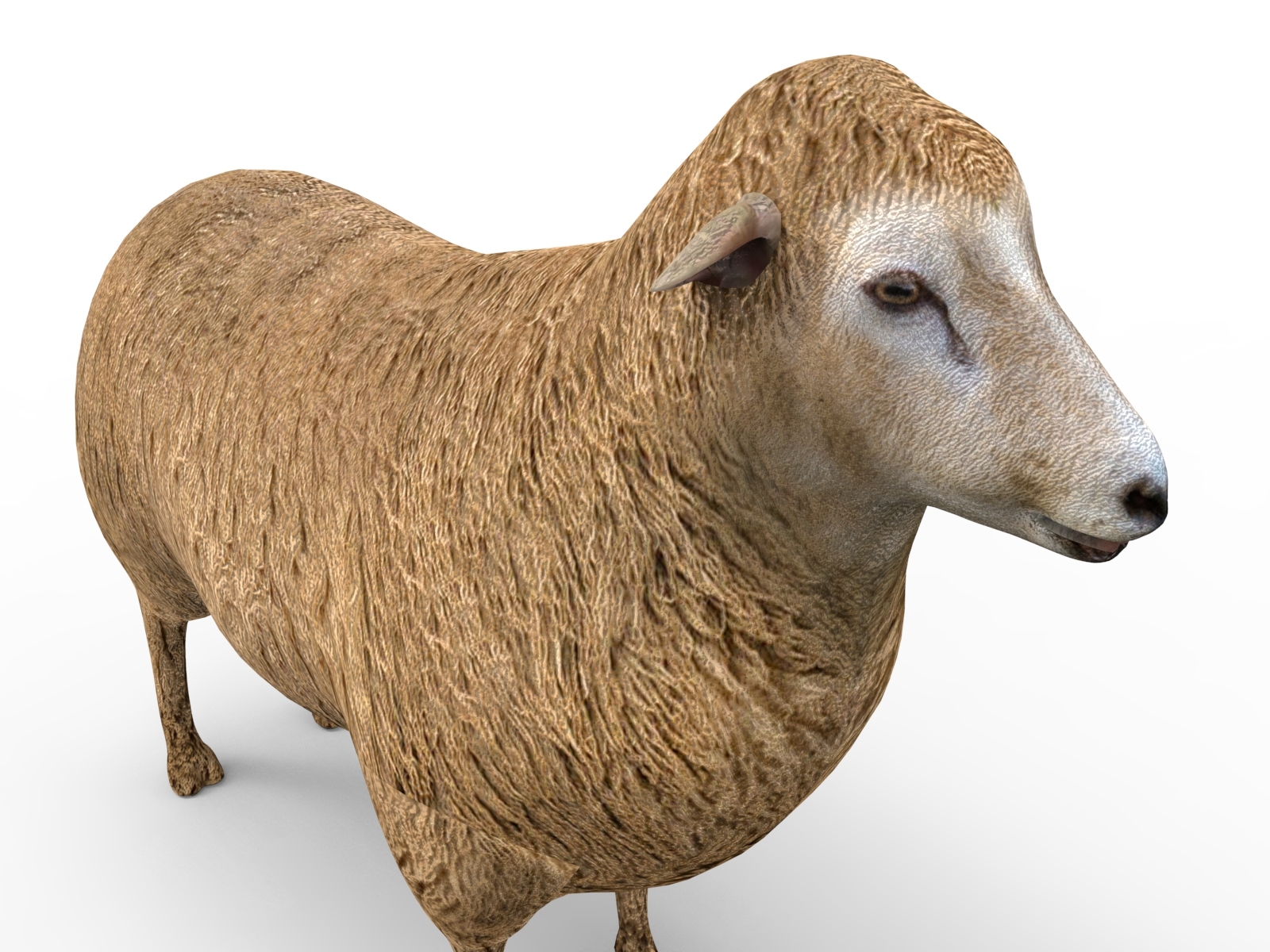 3D model sheep - TurboSquid 1194213