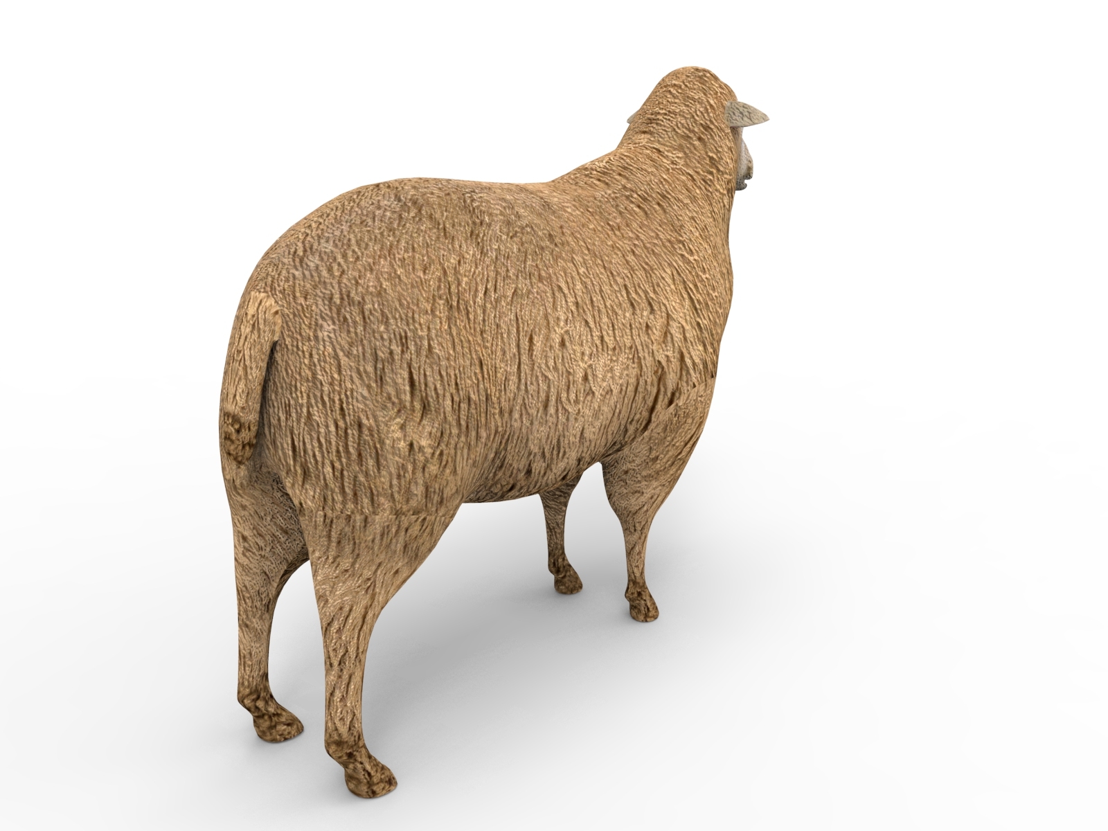 3D model sheep - TurboSquid 1194213