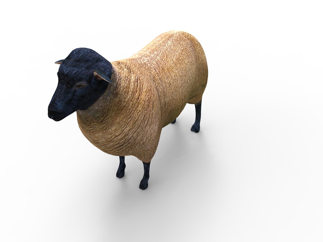 Sheep 3D - TurboSquid 1194217
