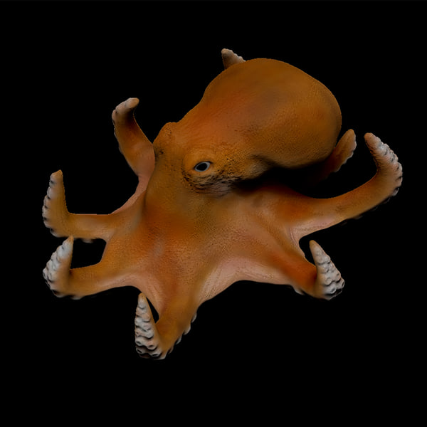 Octopus 3D Models for Download | TurboSquid
