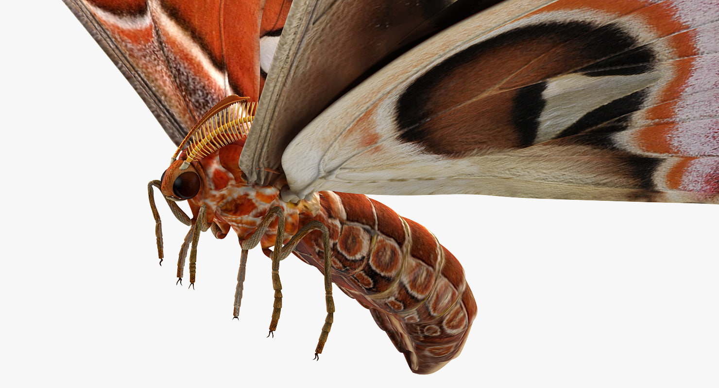 3D atlas moth rigged - TurboSquid 1194413