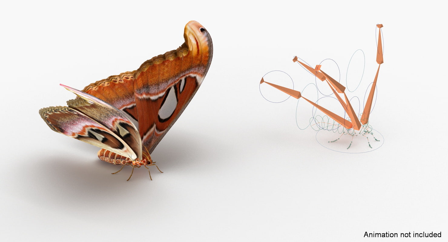 3D atlas moth rigged - TurboSquid 1194413
