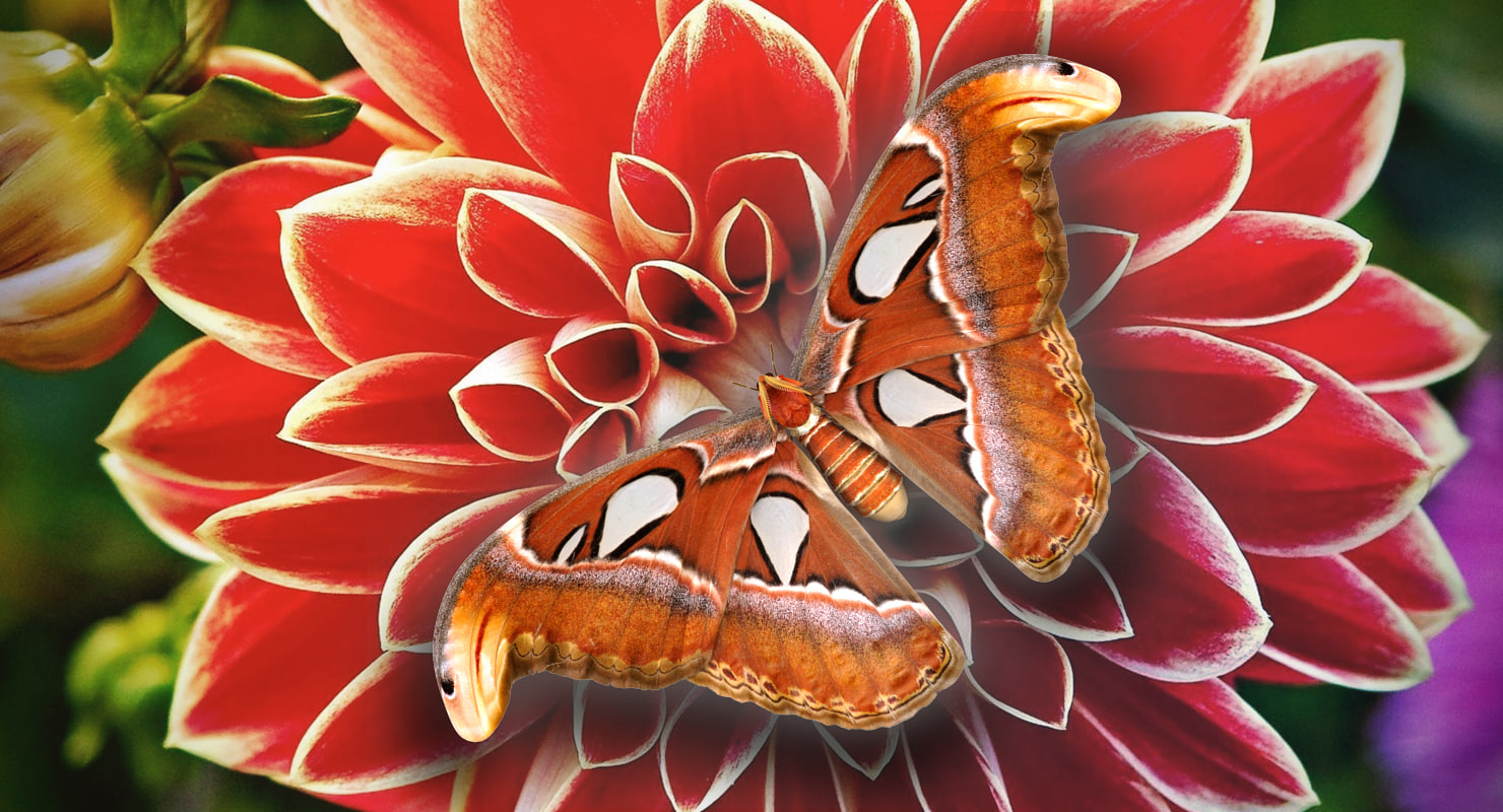 3D atlas moth rigged - TurboSquid 1194413