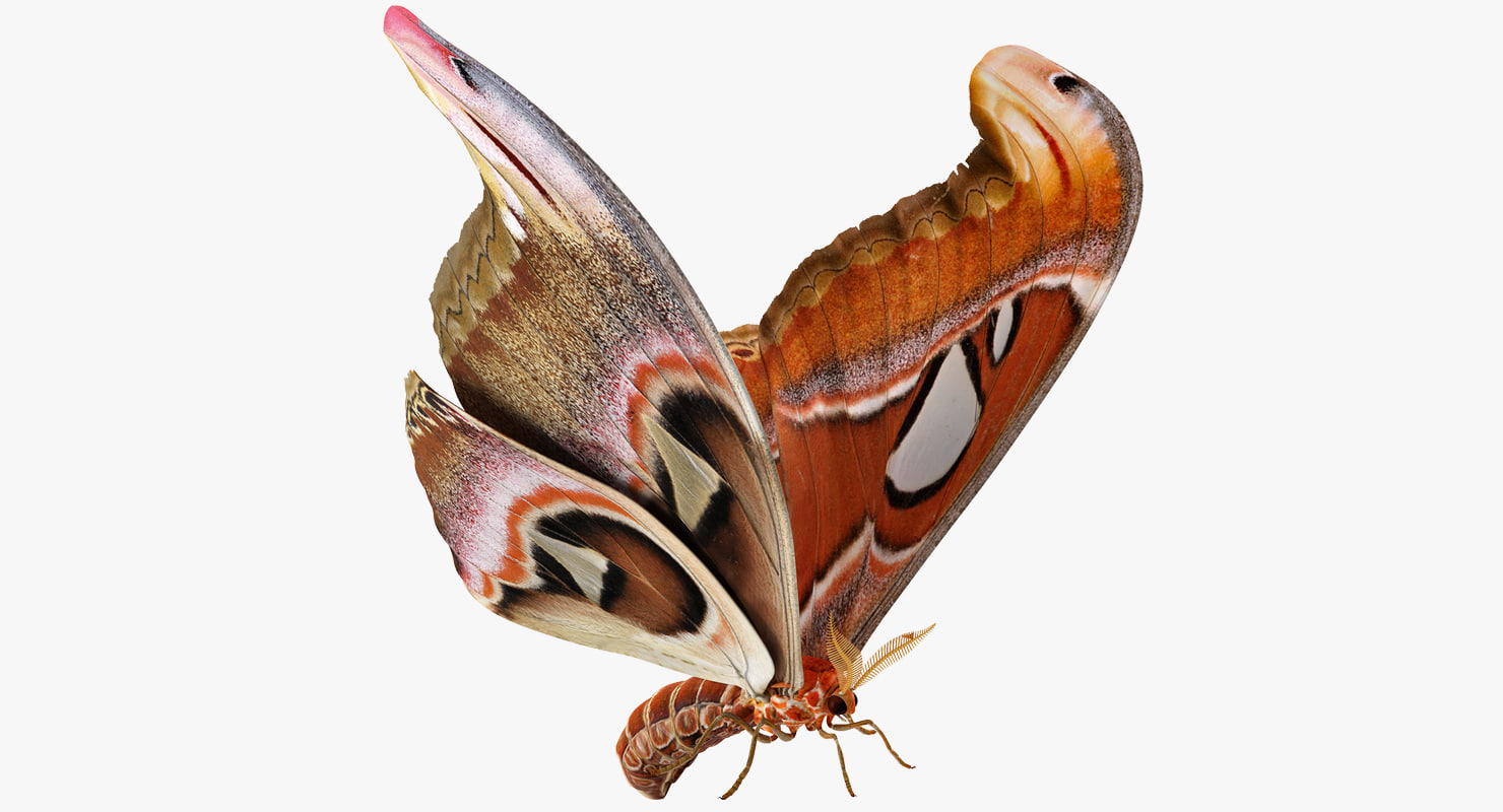 3D atlas moth rigged - TurboSquid 1194413