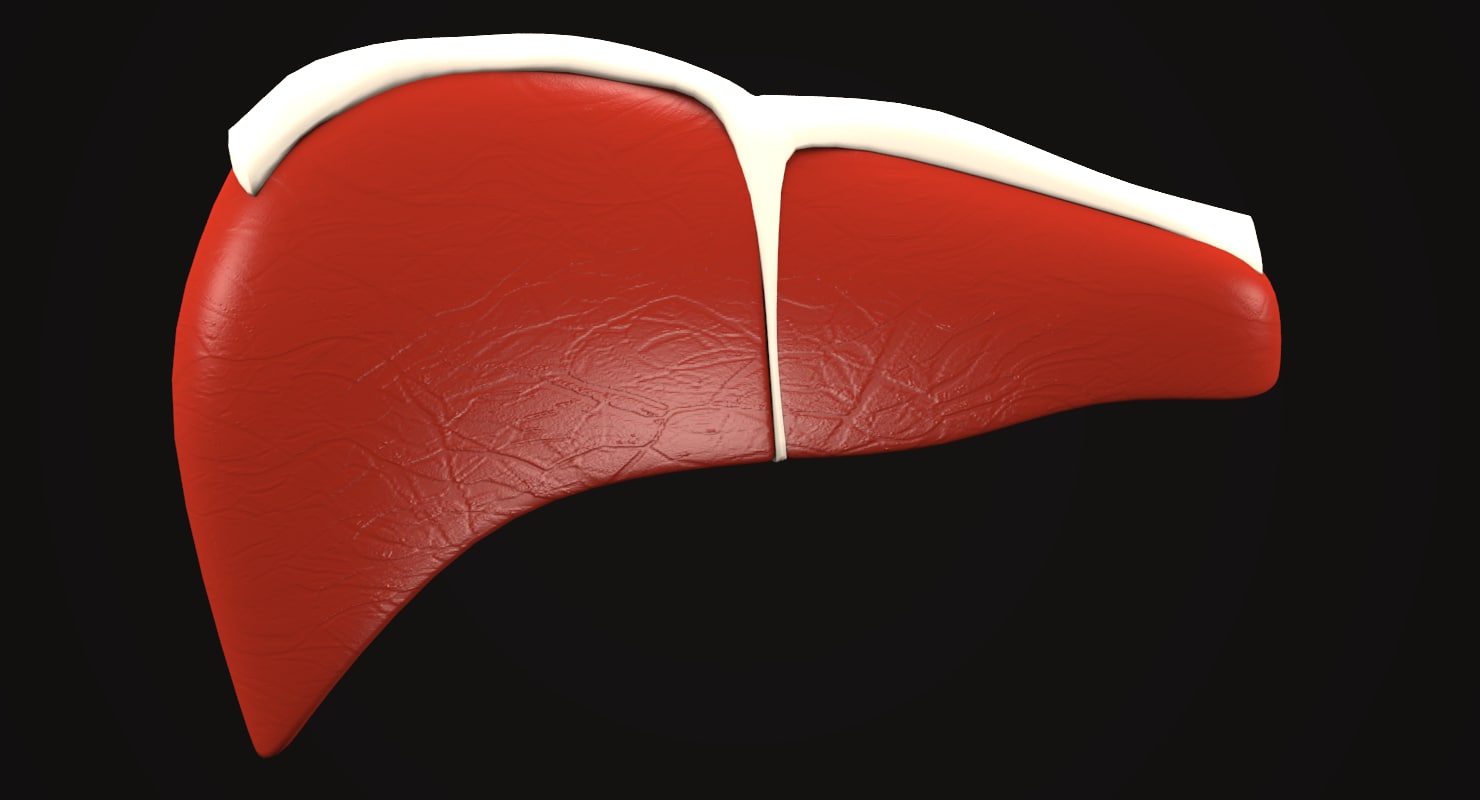 Realistic liver model - TurboSquid 1194559