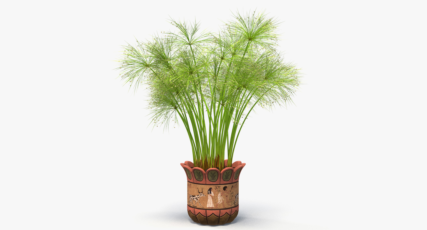Cyperus papyrus plant pot 3D model - TurboSquid 1195356