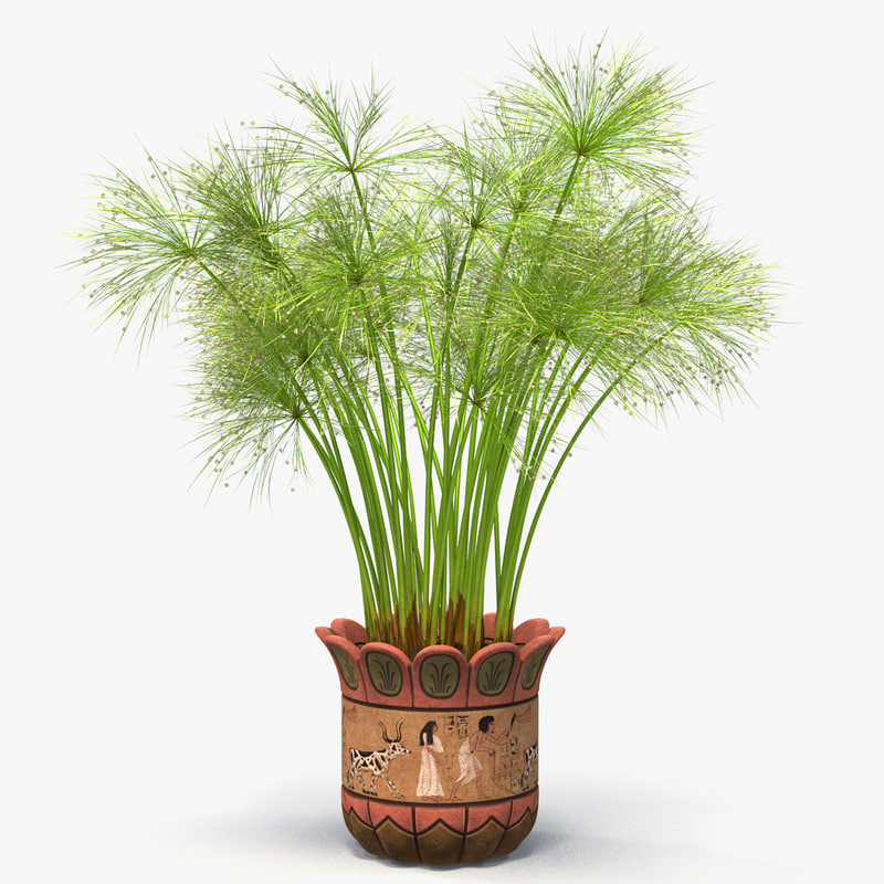 Cyperus papyrus plant pot 3D model - TurboSquid 1195356