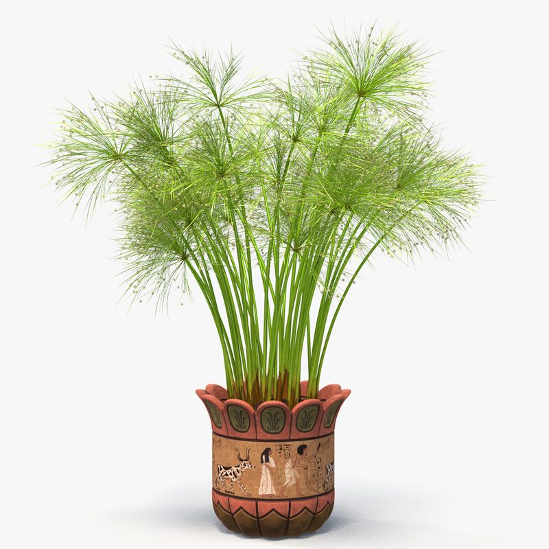 Cyperus papyrus plant pot 3D model - TurboSquid 1195356