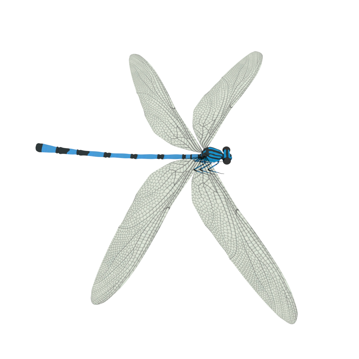 3d Dragonfly Model Turbosquid 1195385