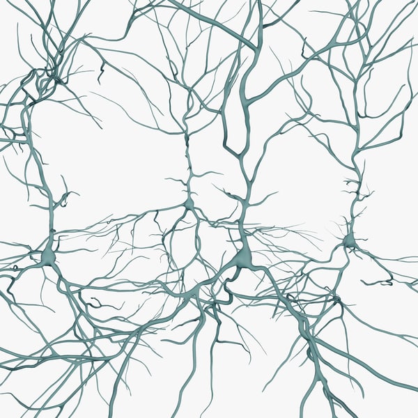 Pyramidal neurons model - TurboSquid 1196142