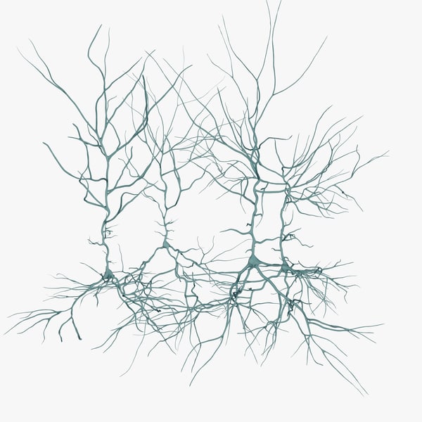 Pyramidal neurons model - TurboSquid 1196142