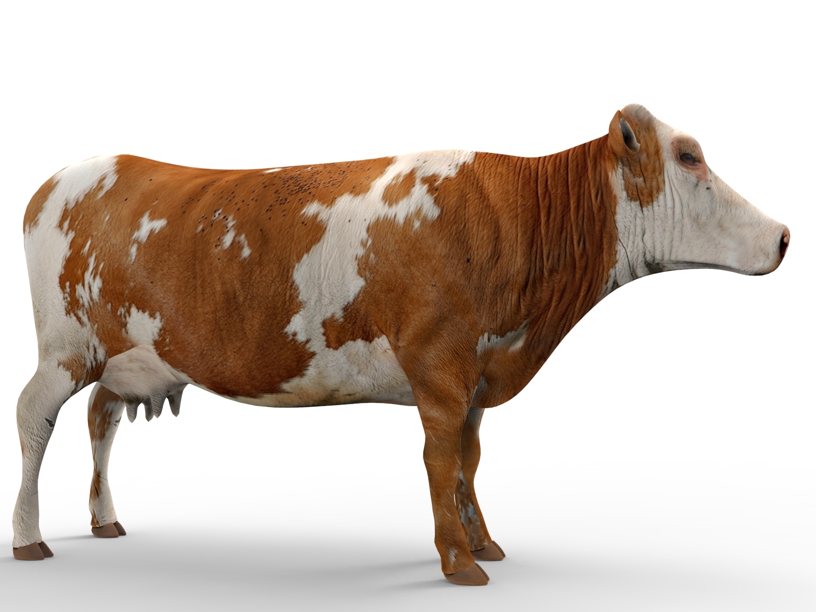 Cow cattle 3D model - TurboSquid 1196189