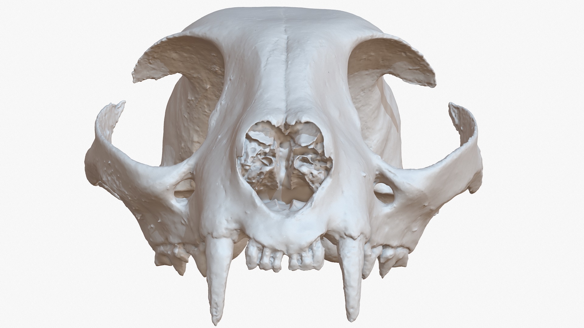 Cat skull 1m raw 3D - TurboSquid 1196299
