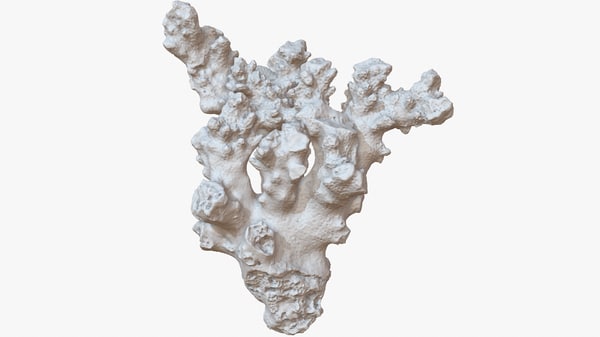 3D coral 14 raw scan model - TurboSquid 1196404