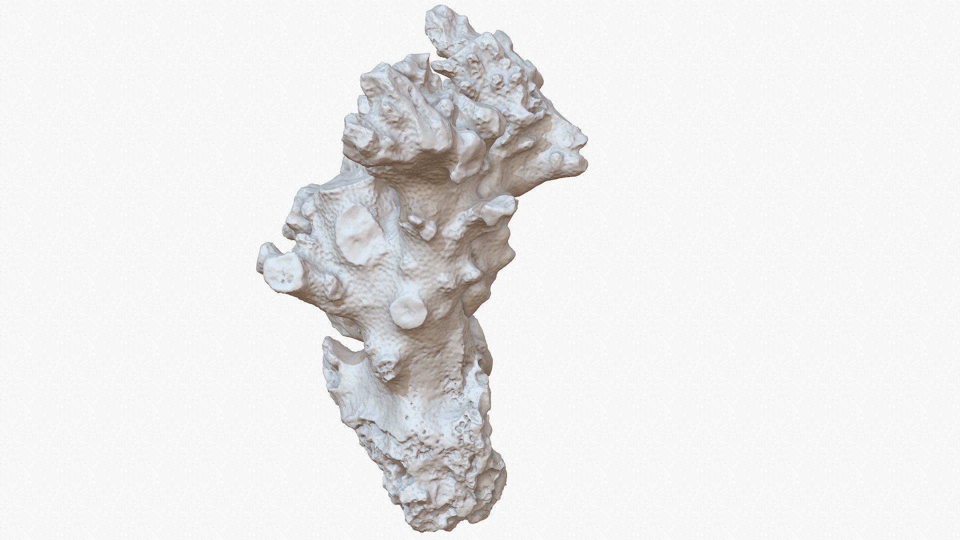 3D coral 14 raw scan model - TurboSquid 1196404