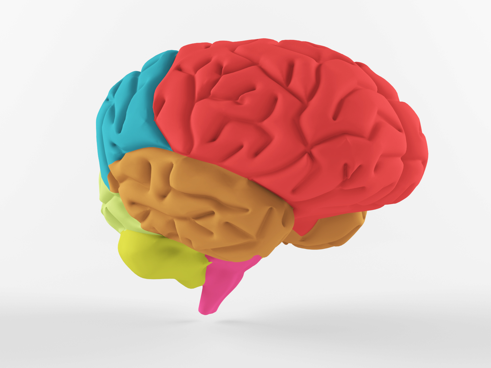 3D human brain model - TurboSquid 1196562