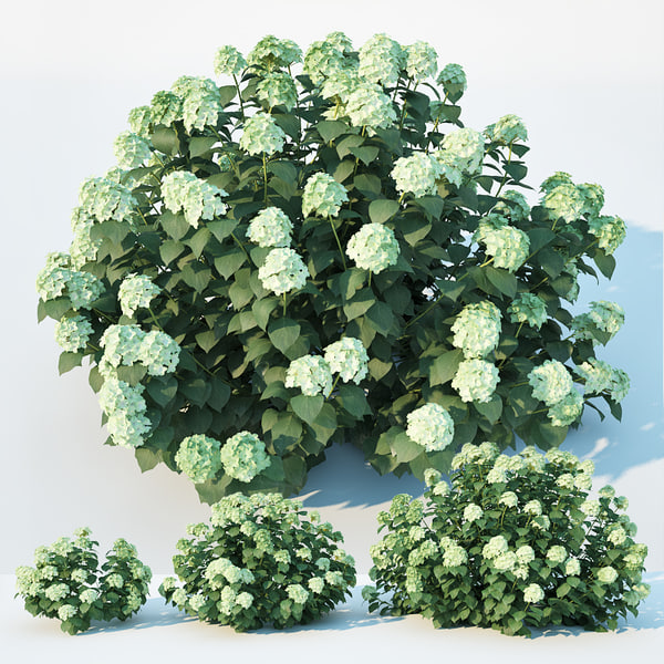 3D spirea model - TurboSquid 1214293