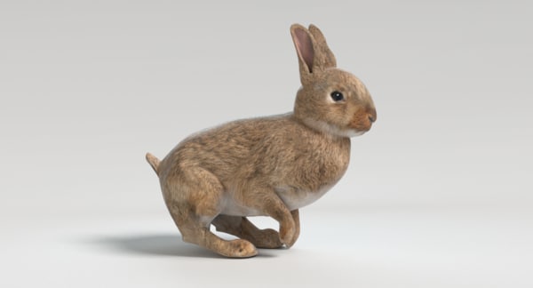 3D rabbit animations - TurboSquid 1197080