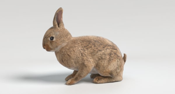 3D rabbit animations - TurboSquid 1197080