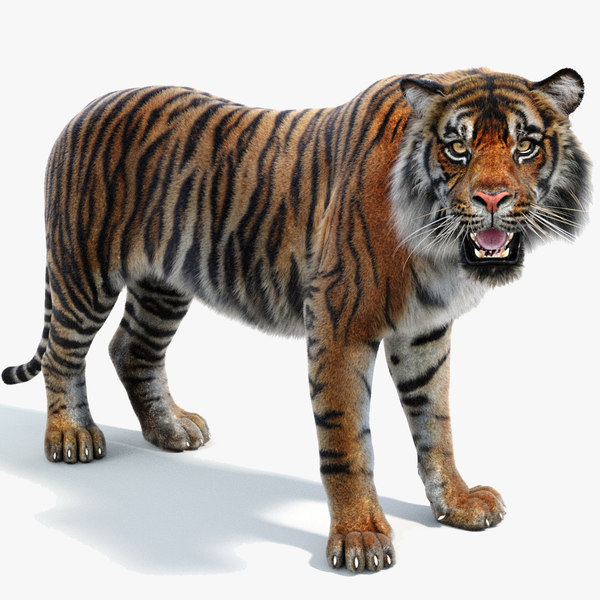 Tiger 3D Models for Download | TurboSquid