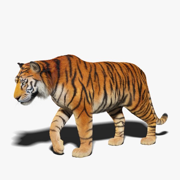 Tiger 3D Models for Download | TurboSquid