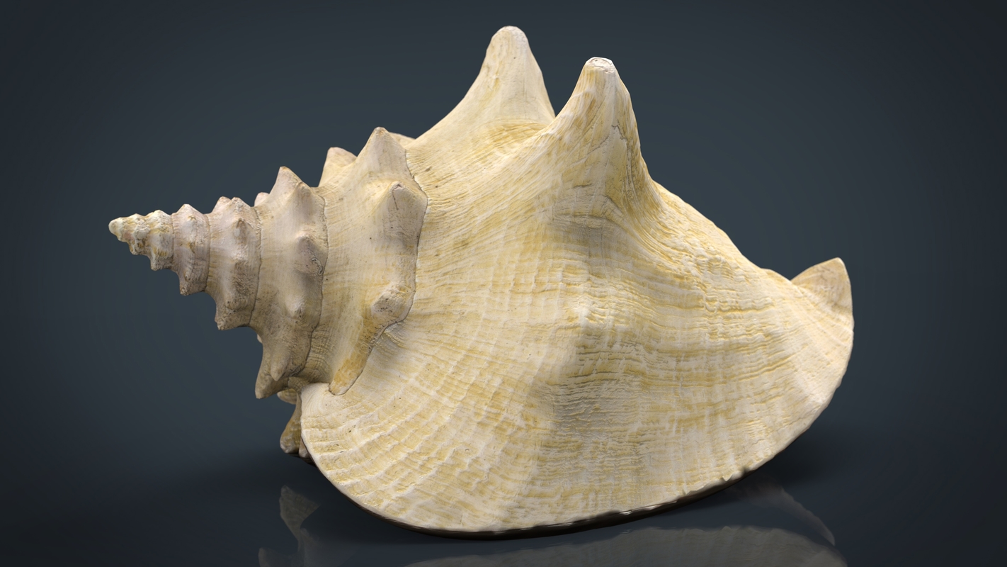 Realistic sea shell 3D model - TurboSquid 1197775