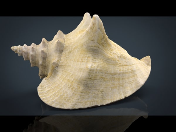 Realistic sea shell 3D model - TurboSquid 1197775