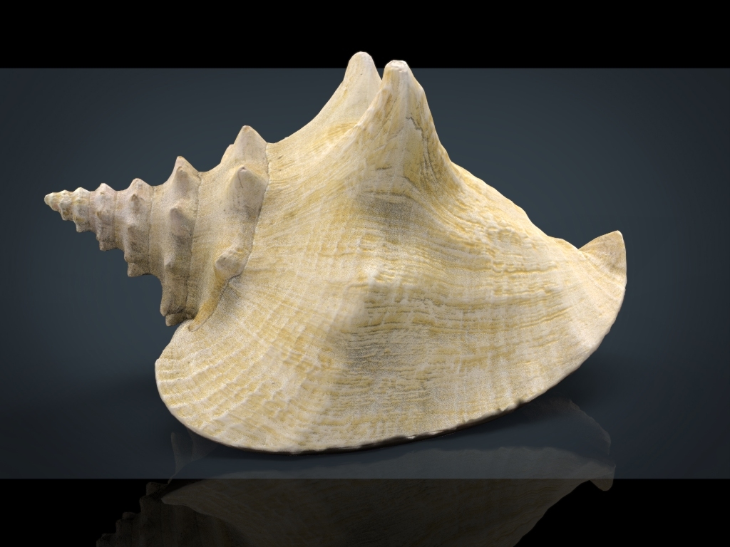 Realistic sea shell 3D model - TurboSquid 1197775