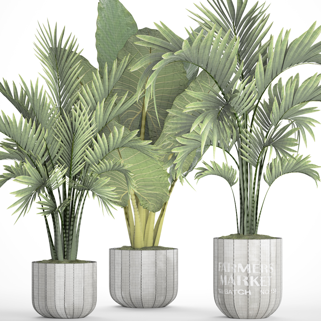 Tropical plants 3D model - TurboSquid 1198012