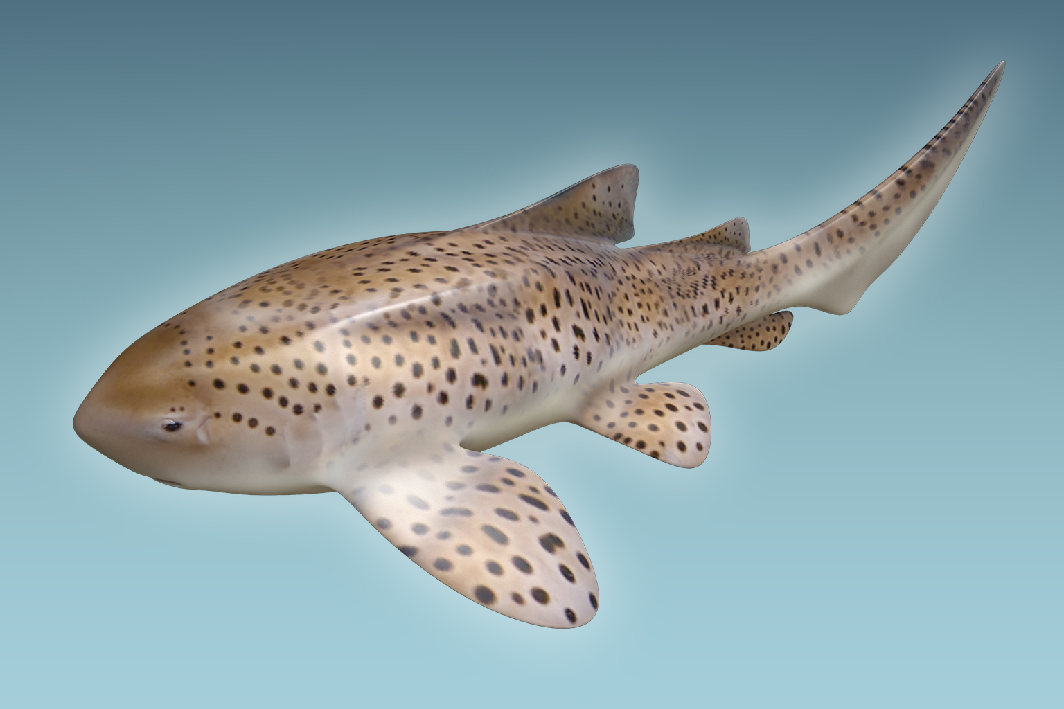 modelo 3d Tiburón cebra - TurboSquid 1198283