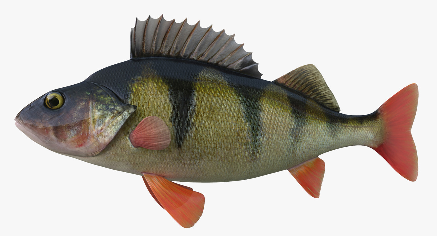 Perch animation 3D model - TurboSquid 1198645