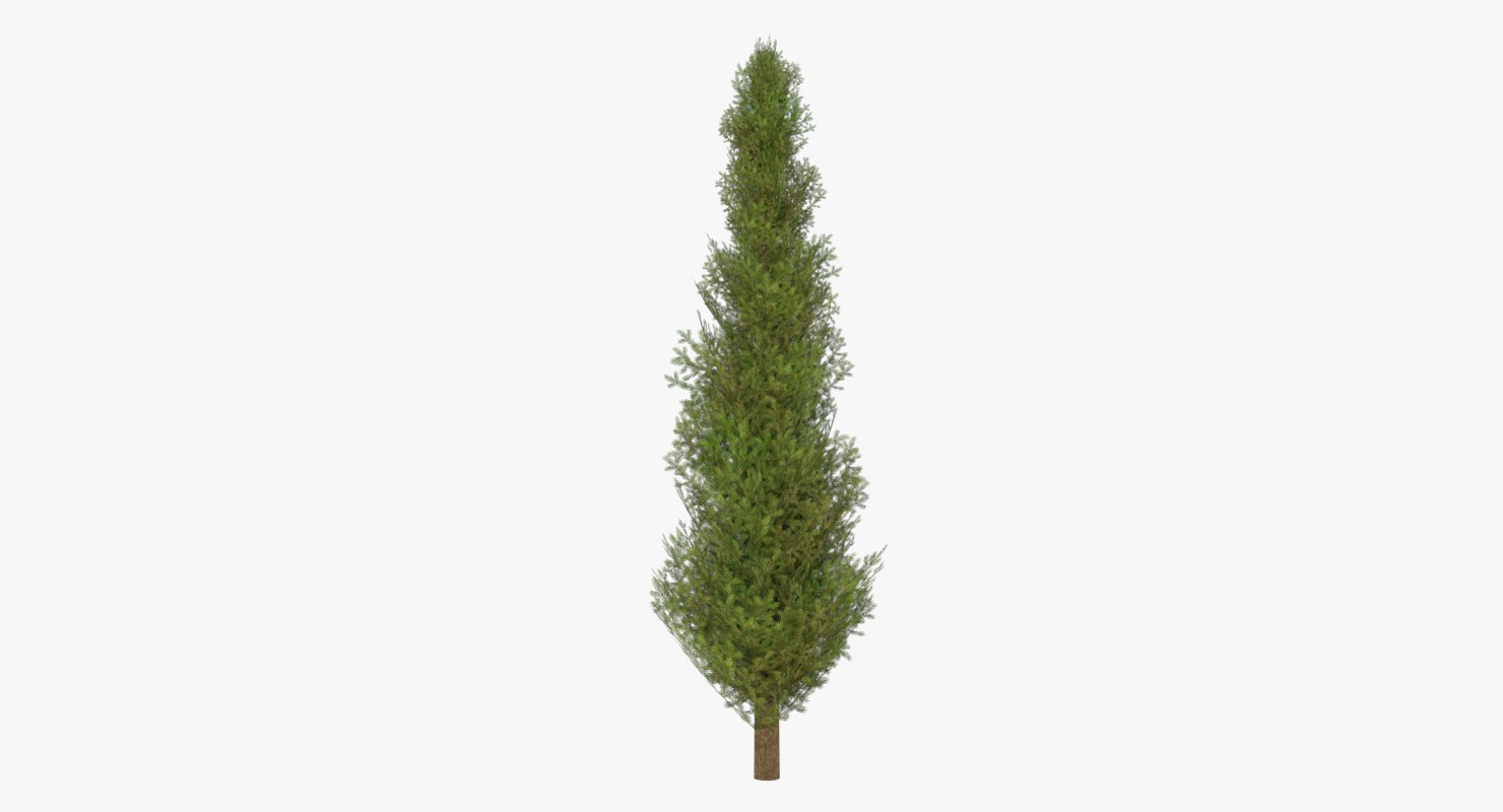 3D fir tree - TurboSquid 1198739