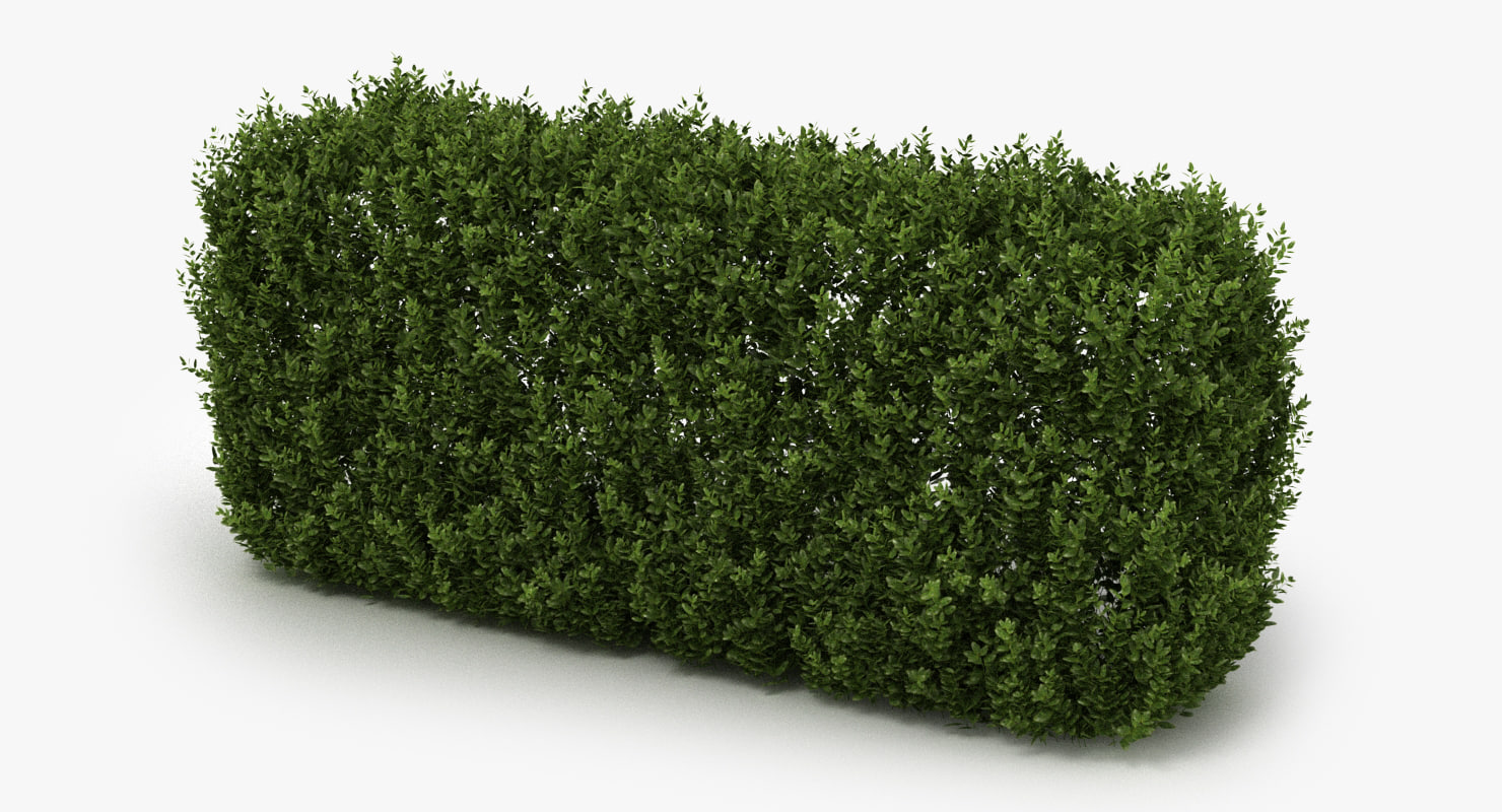 Hedge realistic 3D - TurboSquid 1198909