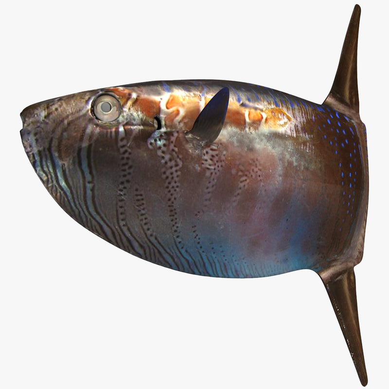 3D slender sunfish - TurboSquid 1198951