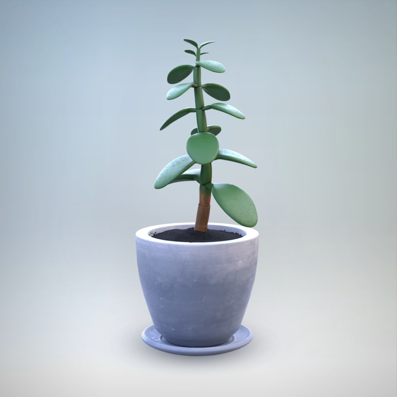 3D jade plant - TurboSquid 1199021