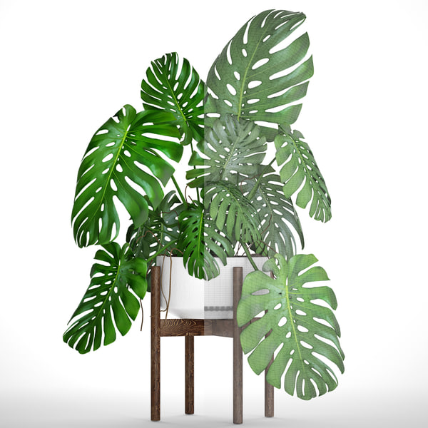 3D monstera model - TurboSquid 1199026