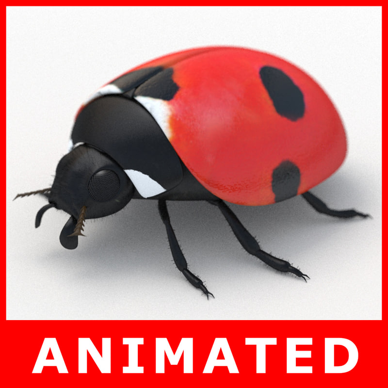 Ladybug 3D Models for Download | TurboSquid