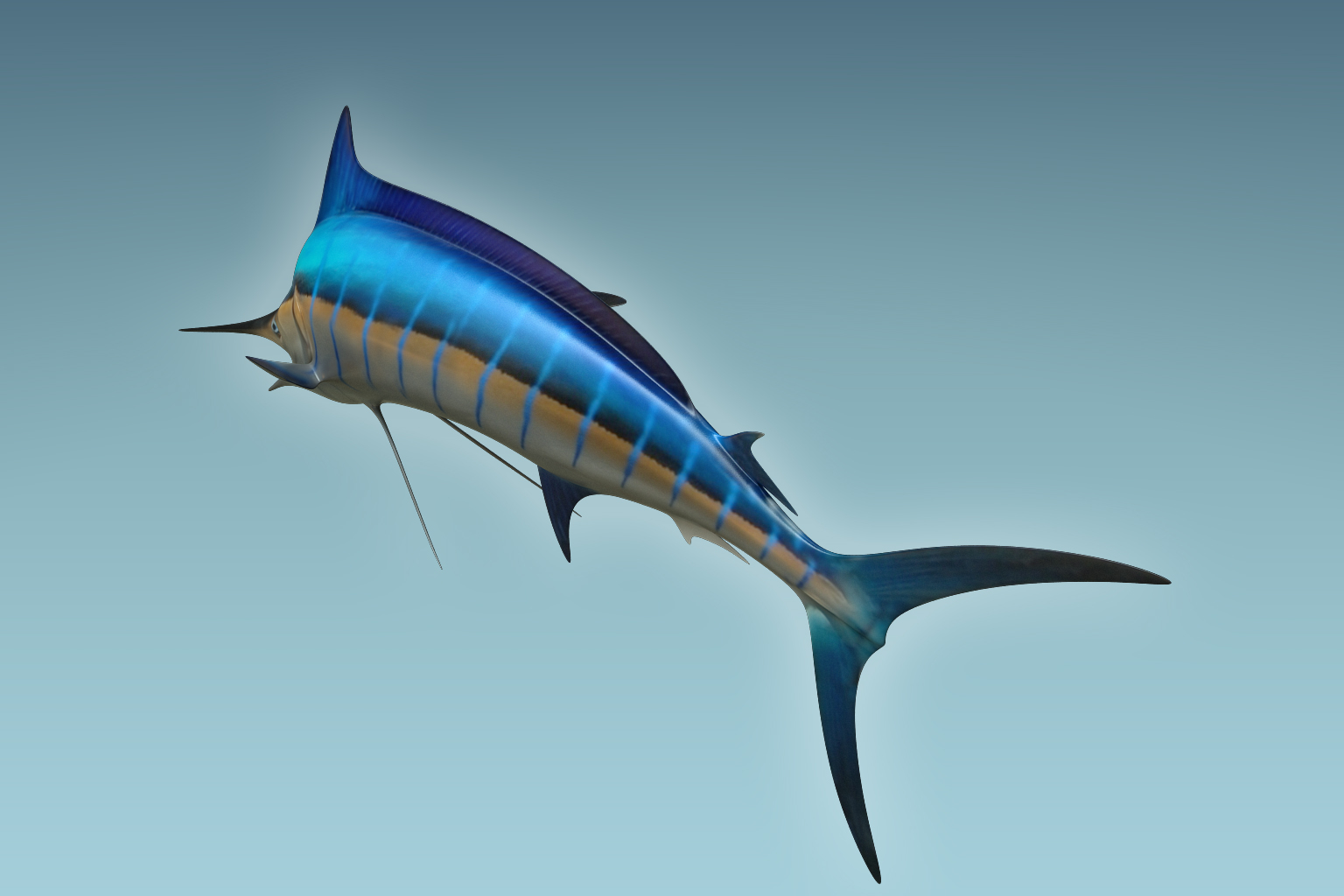 3D marlin animal model - TurboSquid 1199456