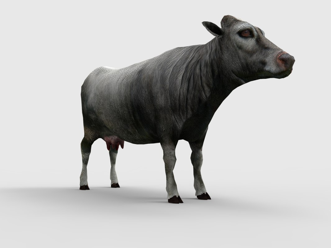 3D cow cattle - TurboSquid 1199559