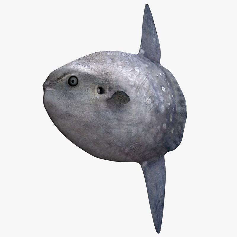 3D ocean sunfish mola - TurboSquid 1199699