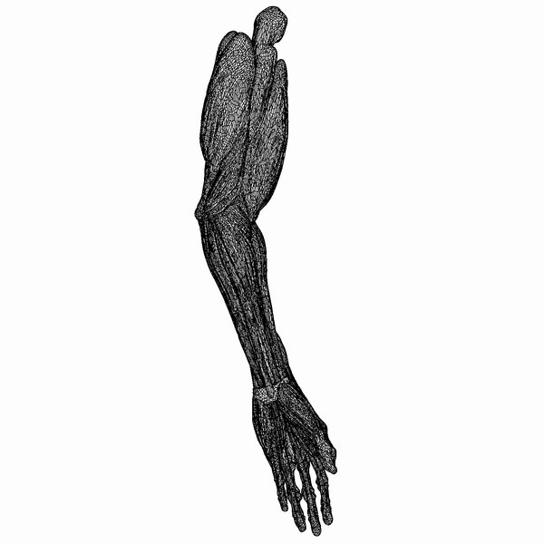 Human male arm 3D - TurboSquid 1199779