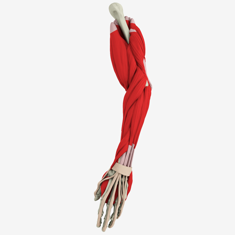Human male arm 3D - TurboSquid 1199779