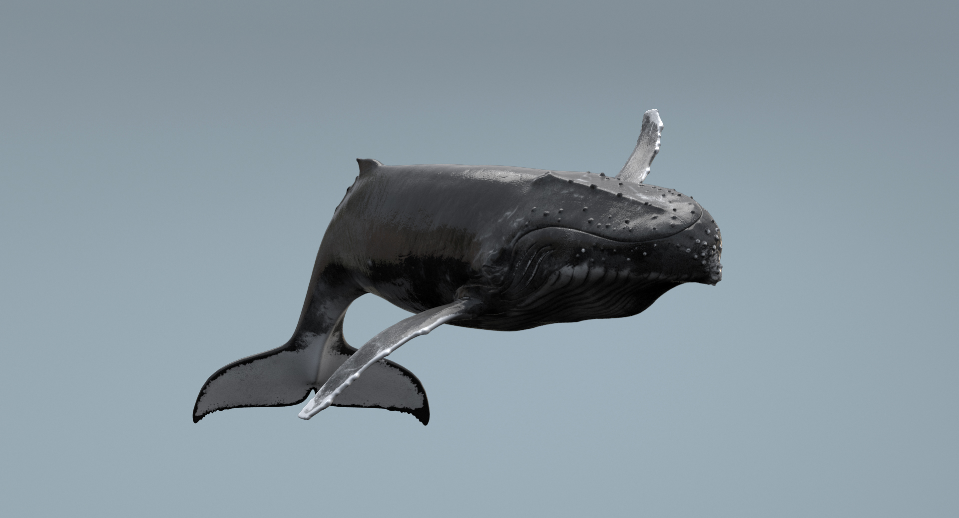3D whale rigging animation - TurboSquid 1199838